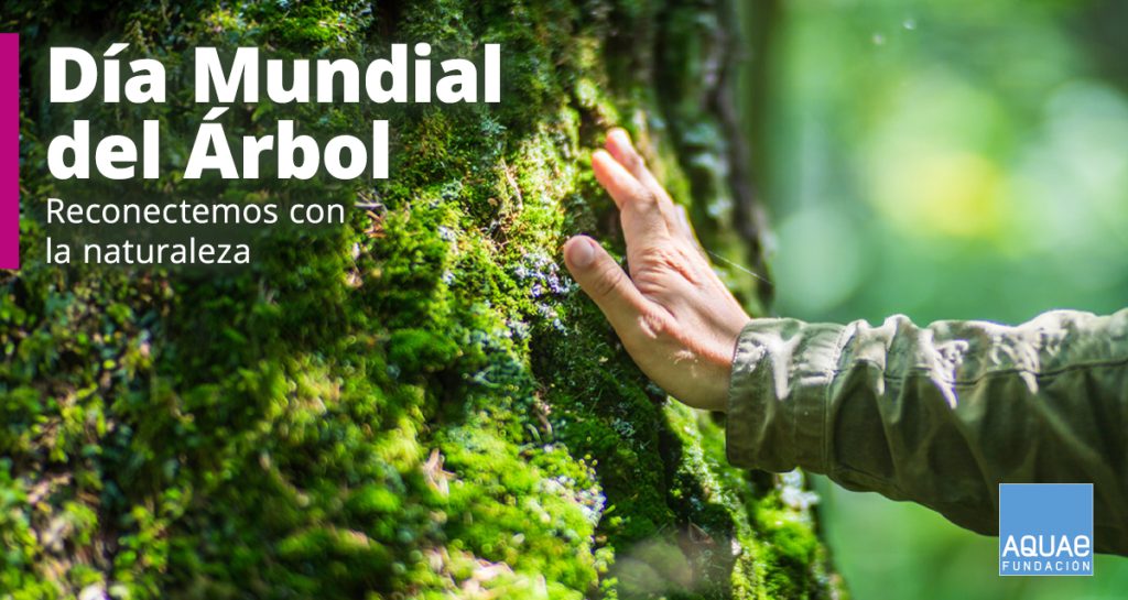 ¿Cuándo se celebra el Día del Árbol?